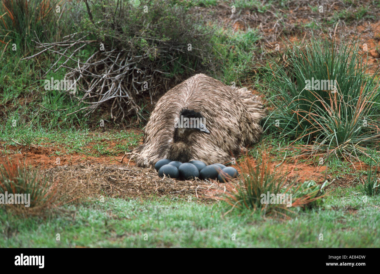 Male emu with eggs at nest, Australia Stock Photo - Alamy