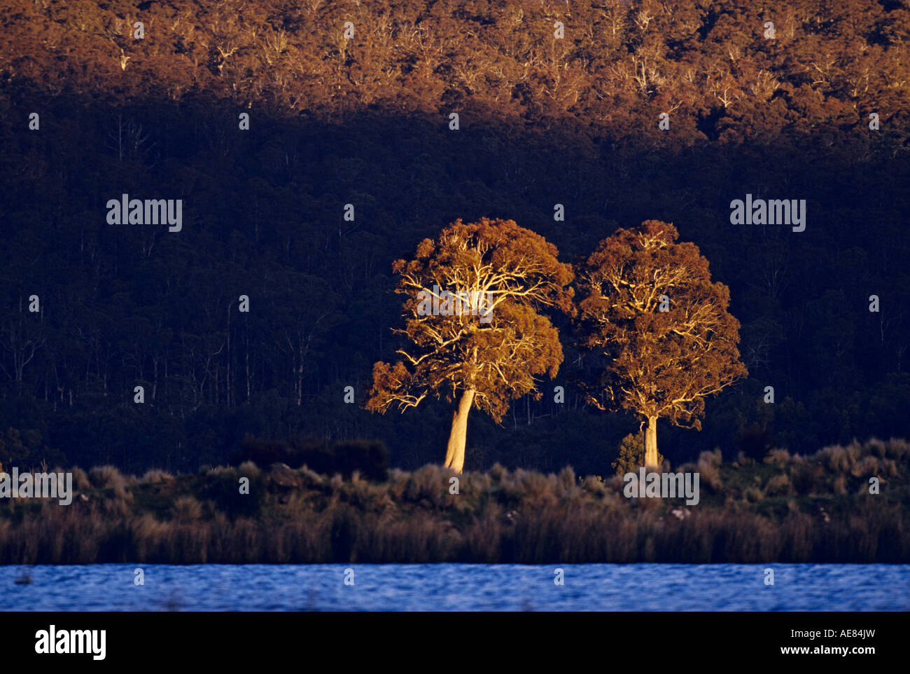 Mature gum trees hi-res stock photography and images - Alamy