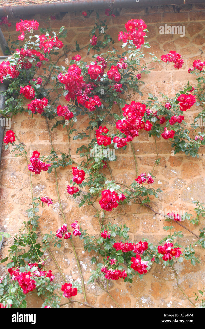 Red climbing rose hi-res stock photography and images - Alamy