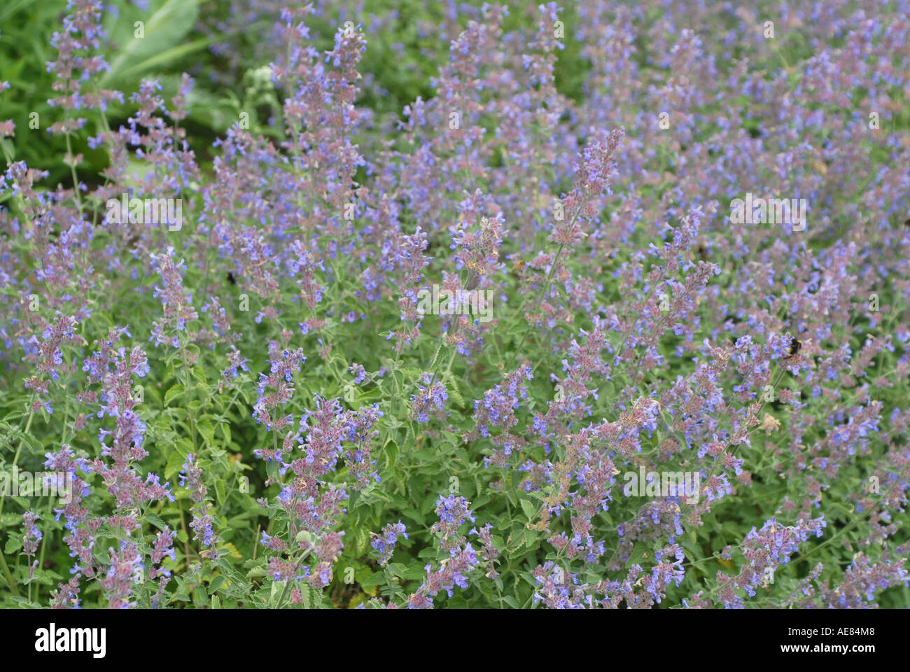 Shrub display hi-res stock photography and images - Alamy