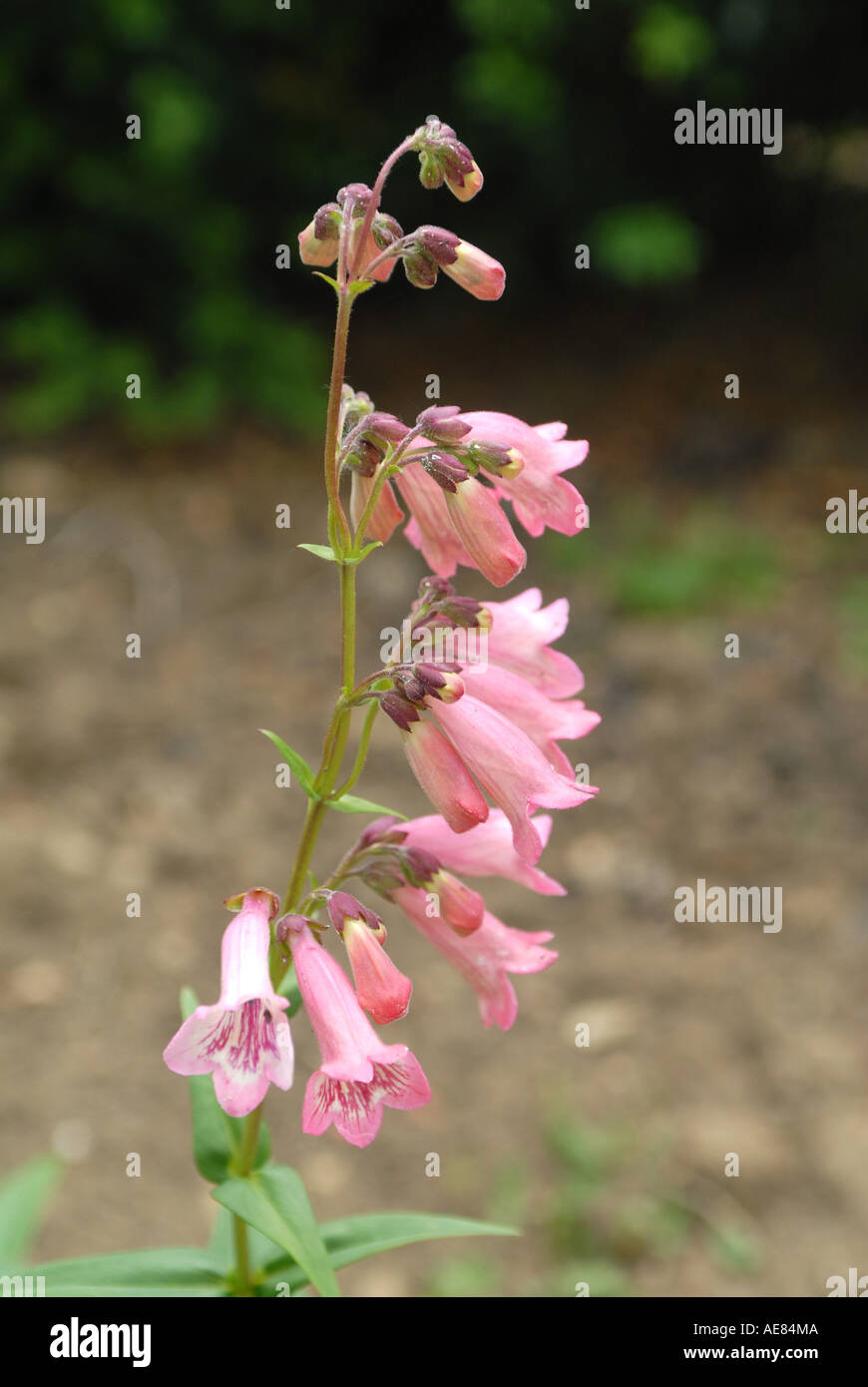 Penstemon plant hi-res stock photography and images - Alamy