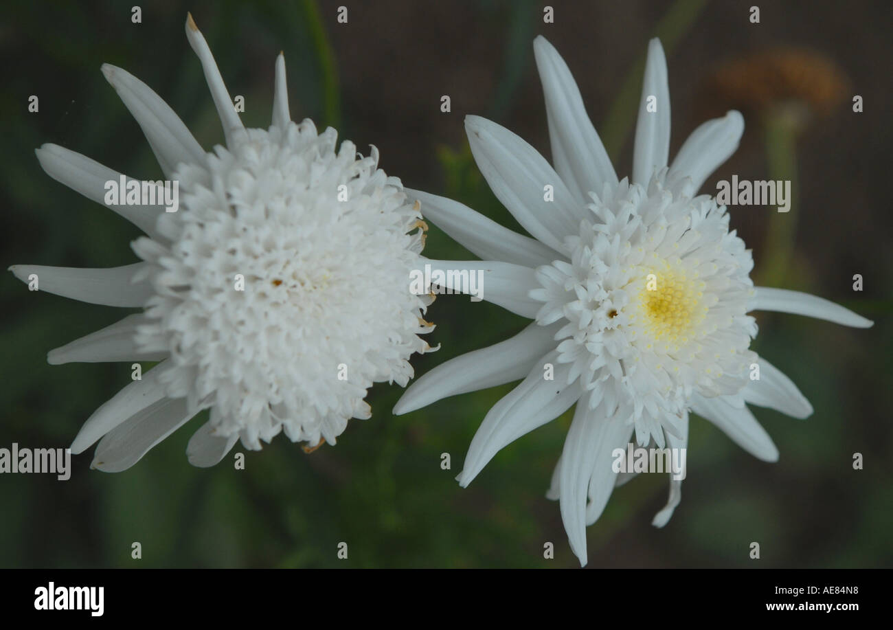 Full white bloom daisy Stock Photo - Alamy