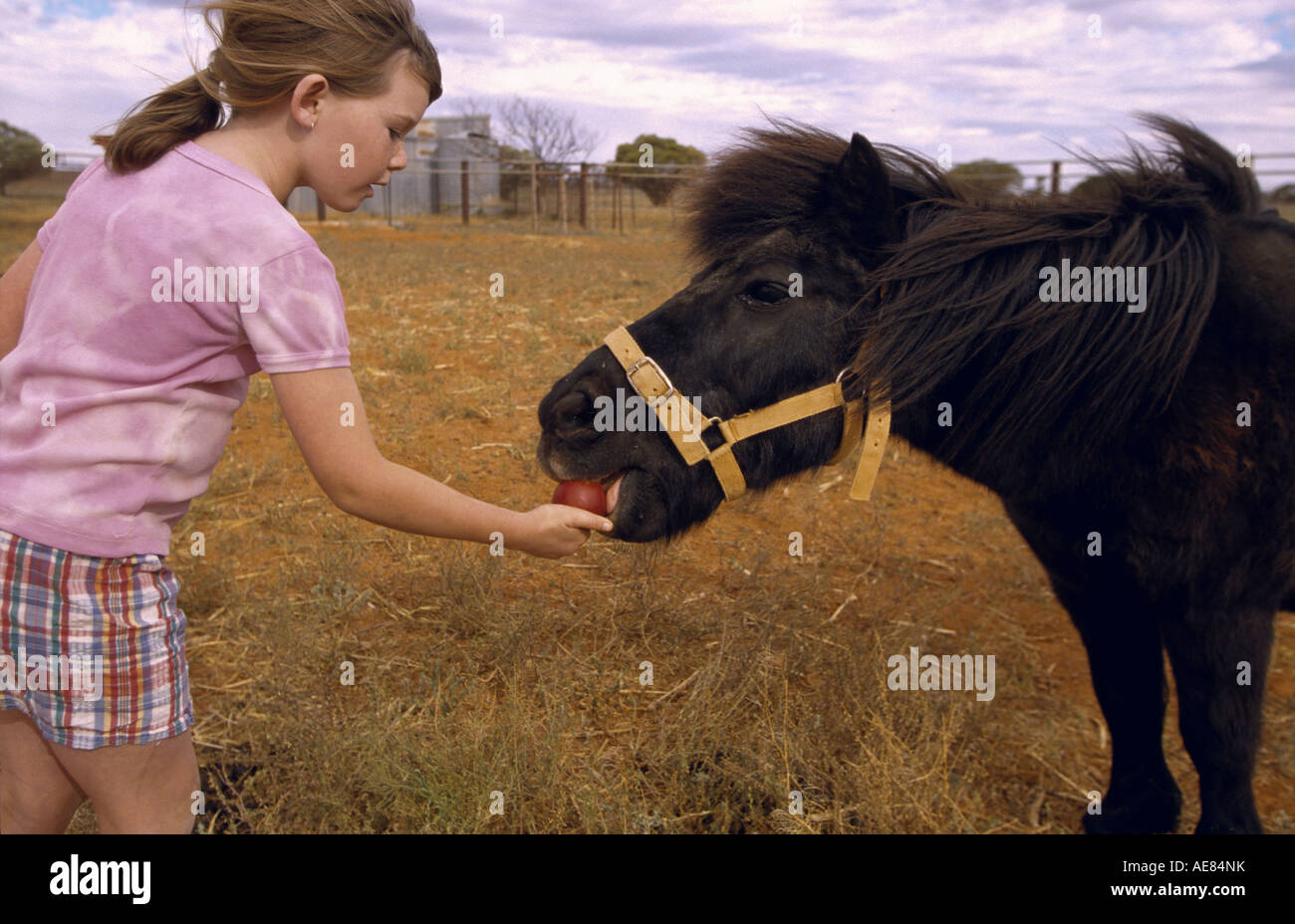 Shetland pony black hi-res stock photography and images - Alamy