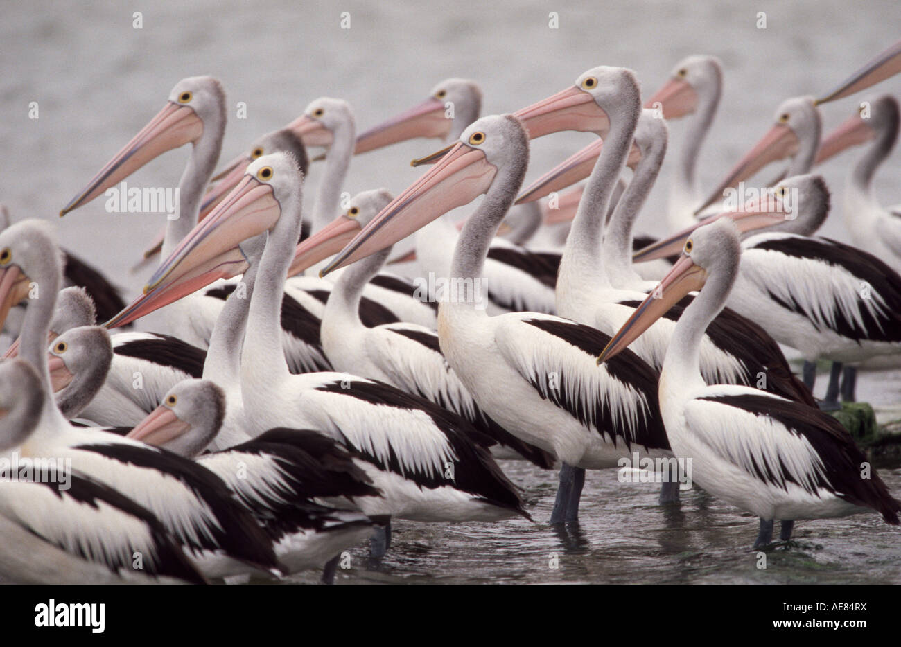 Australian indigenous native endemic animals fauna hi-res stock ...