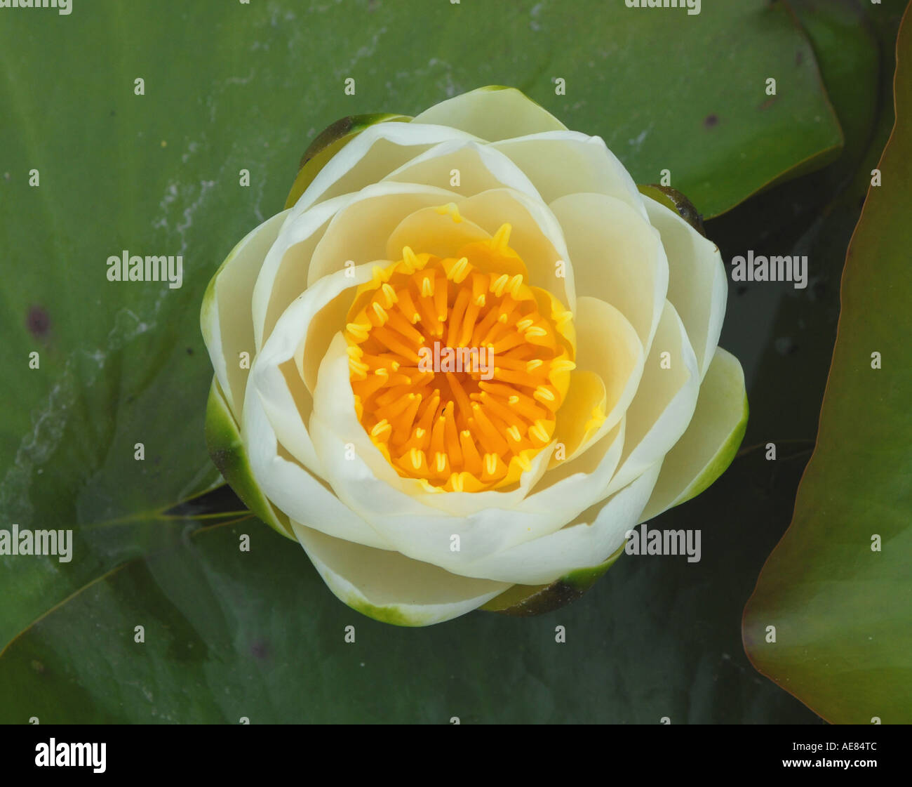 Water lily (Nymphaea Stock Photo - Alamy