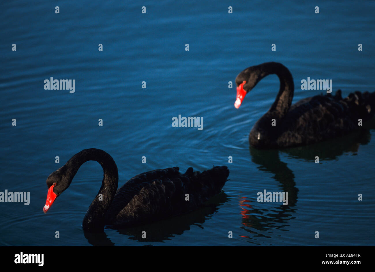 Black swans, “South Australia” Stock Photo - Alamy
