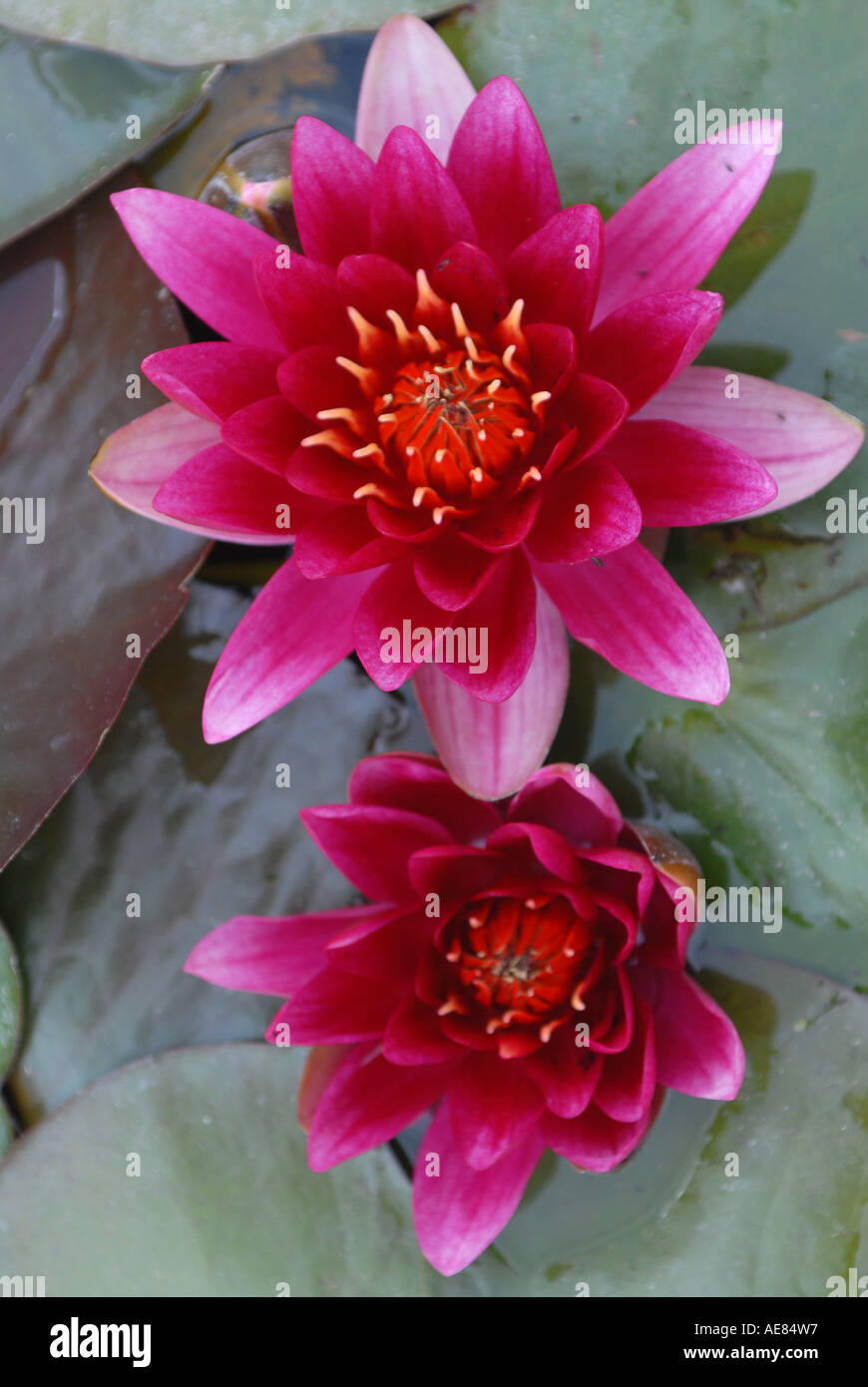 Red waterlilies hi-res stock photography and images - Alamy
