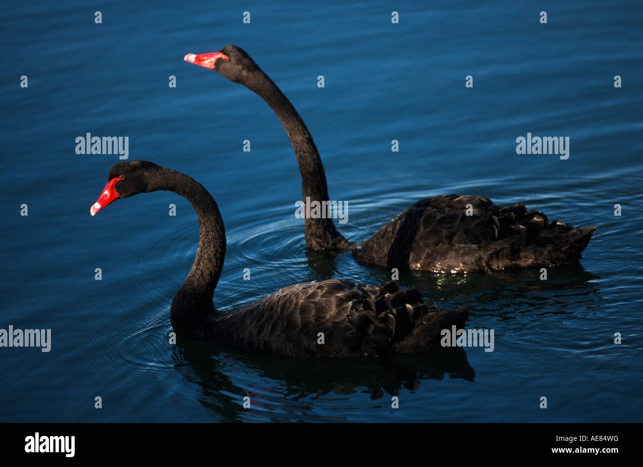 Black swans, “South Australia” Stock Photo - Alamy