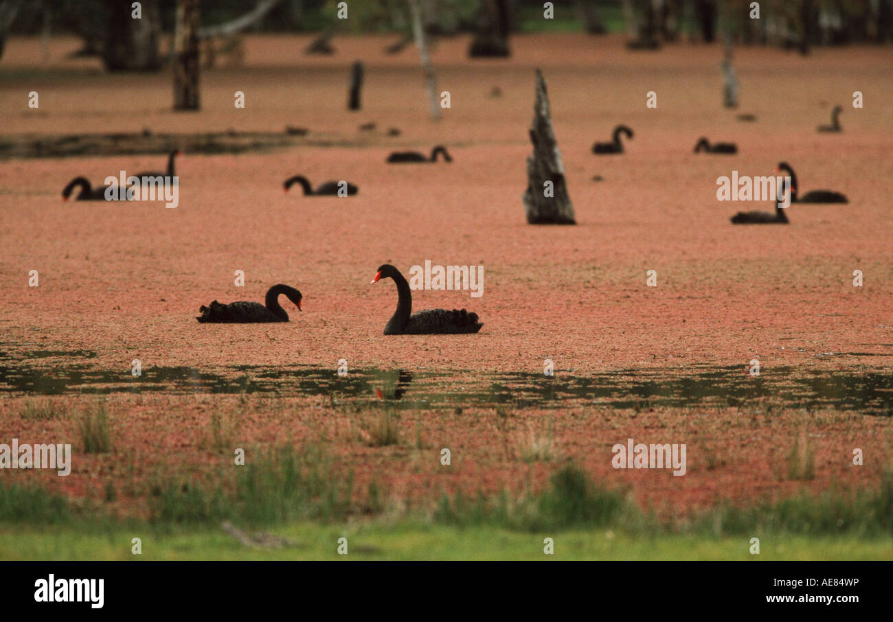 Australian indigenous native endemic animals fauna hi-res stock ...