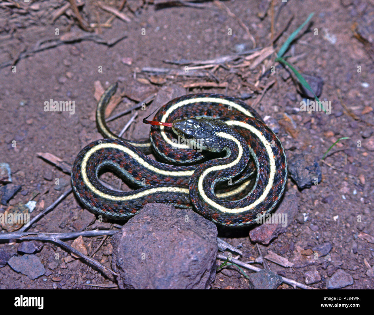 Western garter snake Thamnophis elegans San Francisco California Stock ...