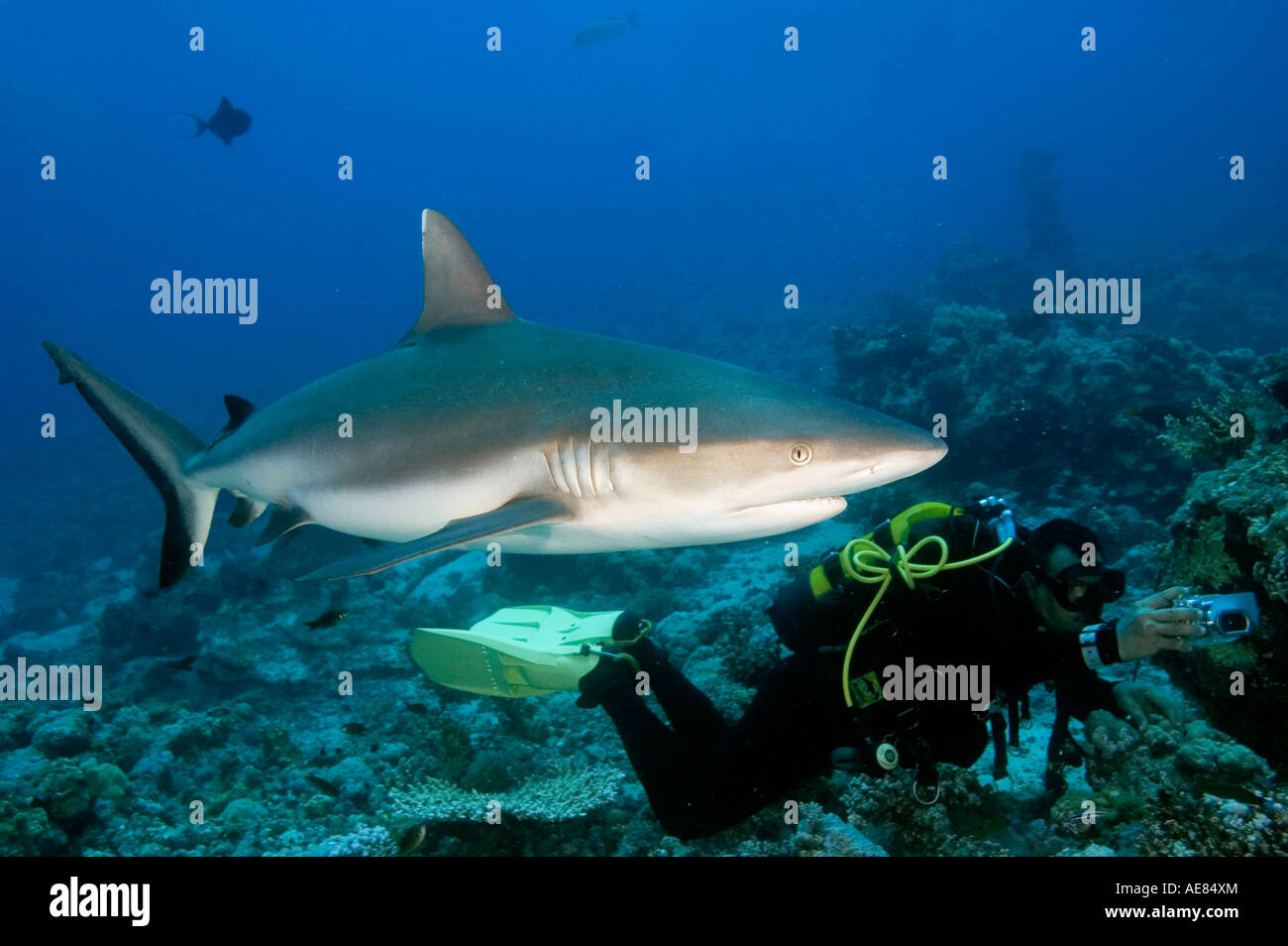 Wide angle shot of grey reef shark and scubadiver Stock Photo - Alamy