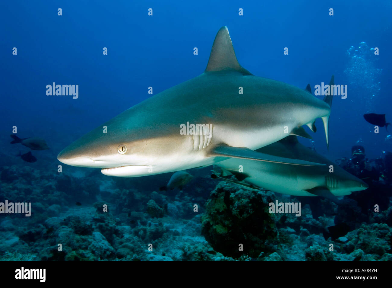 Wide angle shot of grey reef sharks Stock Photo - Alamy
