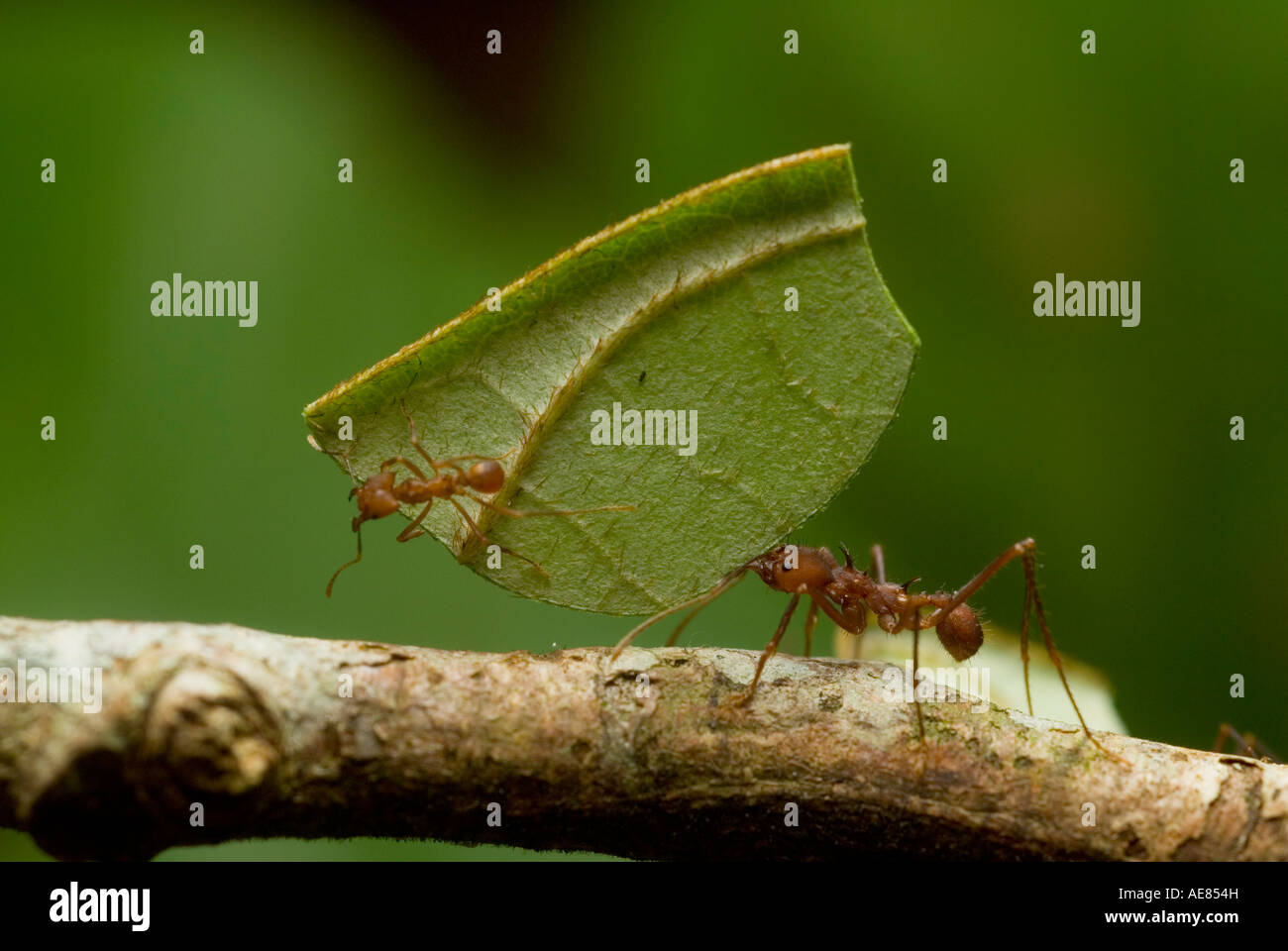 LEAF-CUTTER ANT carrying leaf Stock Photo - Alamy