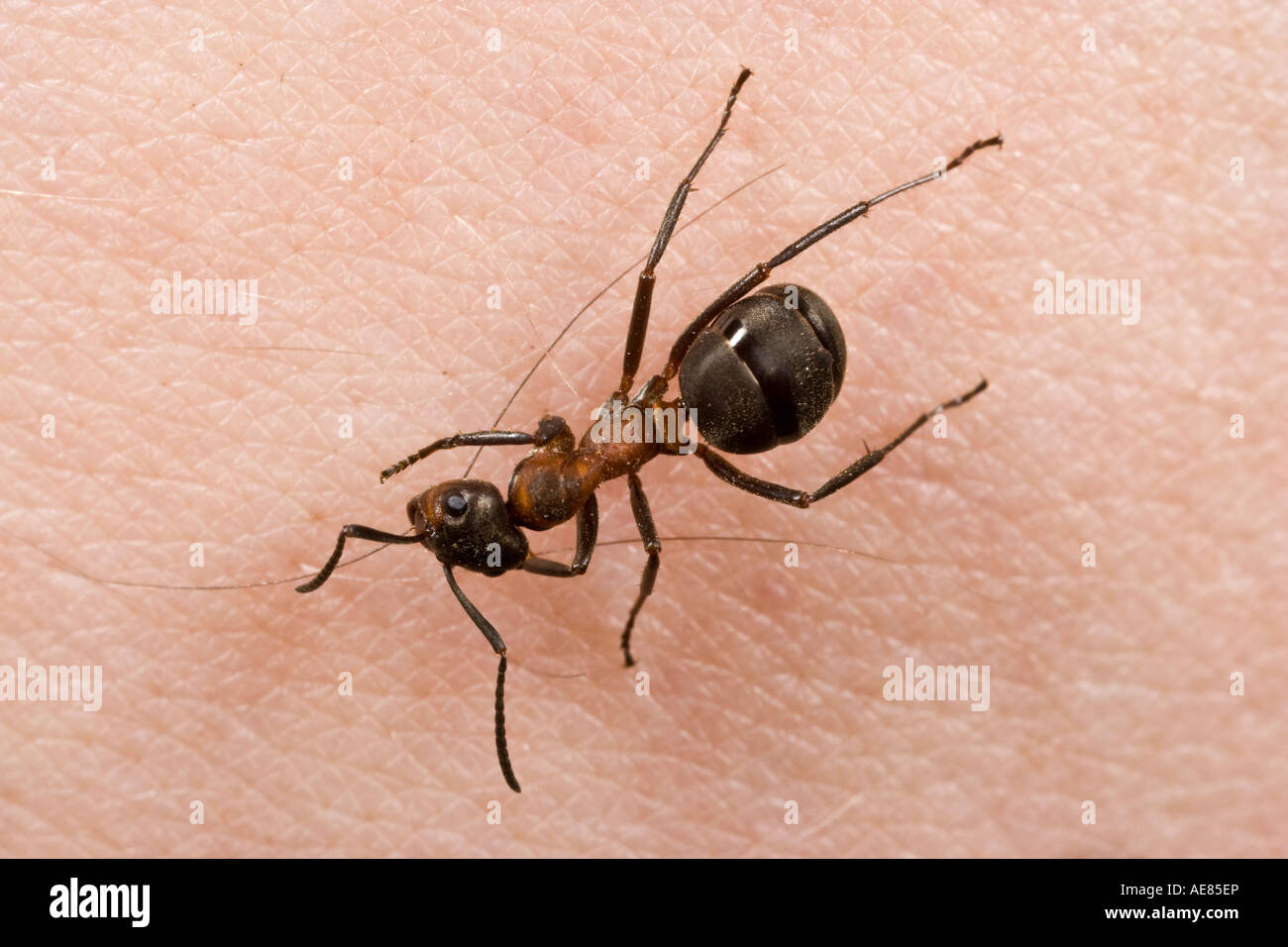 Wood Ant Formica rufa un human skin Stock Photo - Alamy