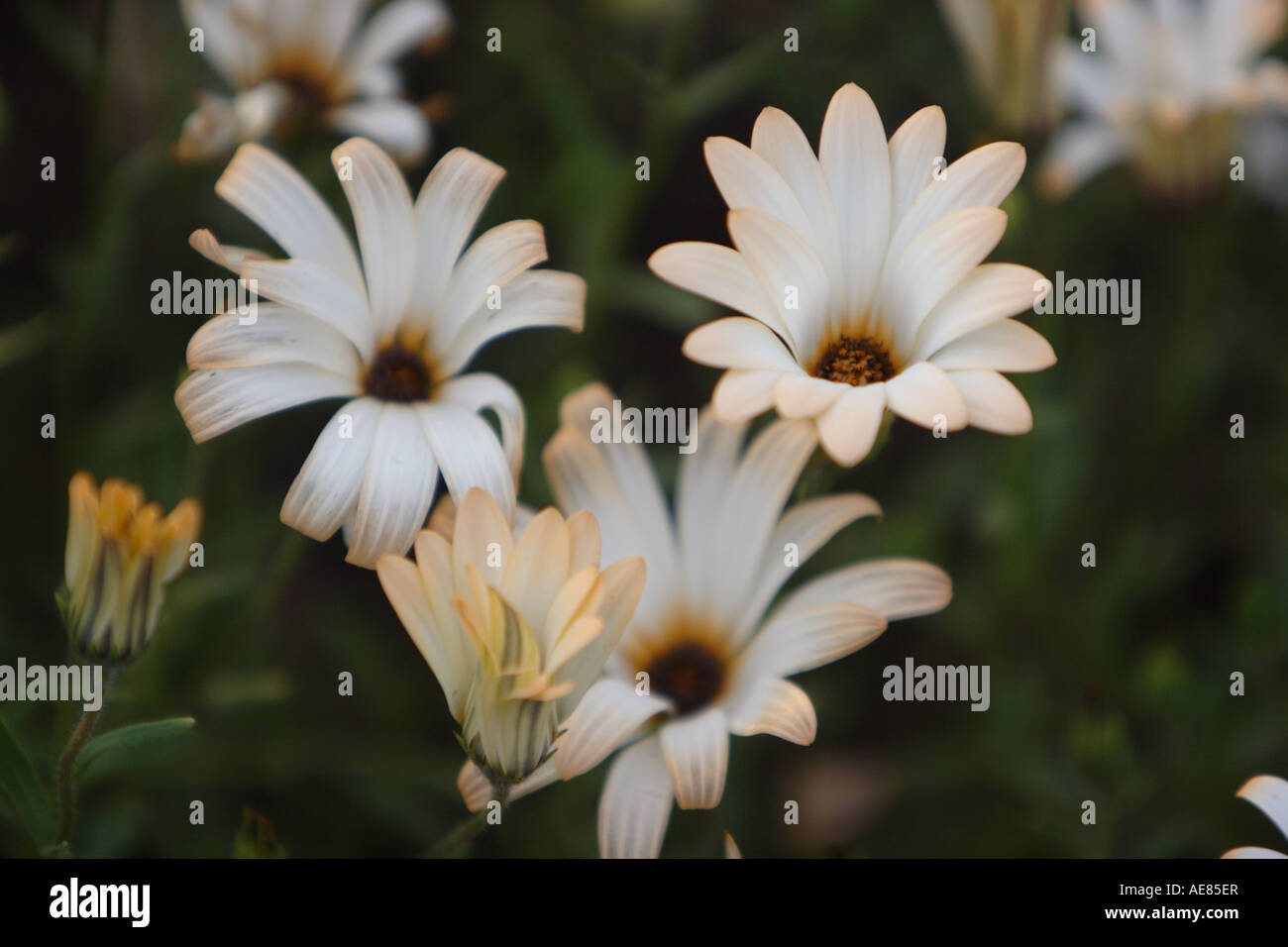 A horizontal image of a cluster of red, white, and yellow African Daisy ...