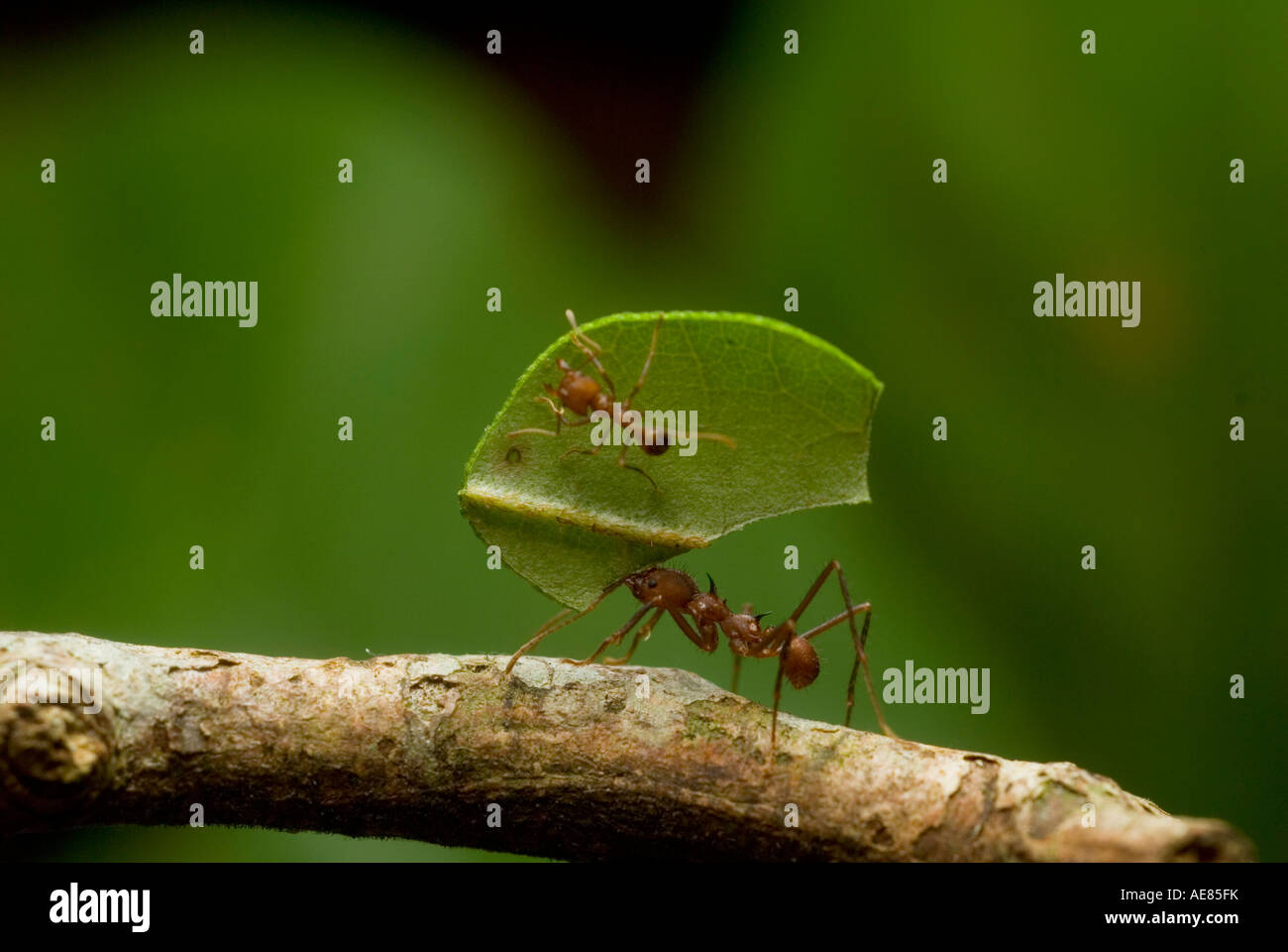 LEAF-CUTTER ANT carrying leaf Stock Photo - Alamy