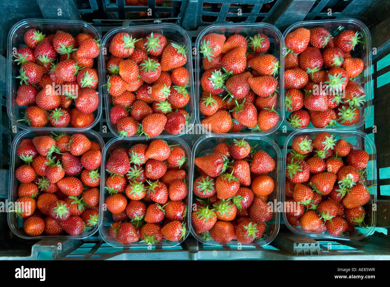 A tray of eight punnets of fresh strawberry Stock Photo - Alamy