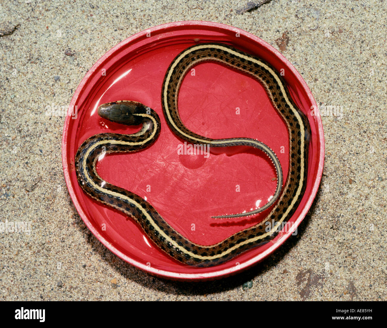 Garter Snake Underwater
