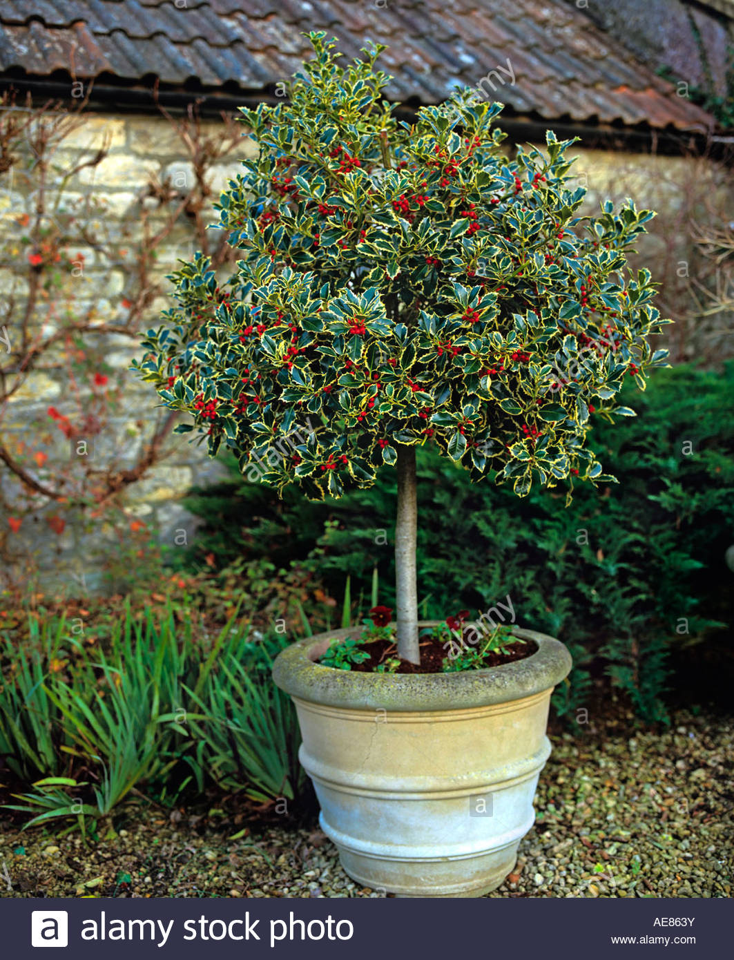 Variegated Ilex Aquifolium Red Berries Stock Photos & Variegated Ilex ...