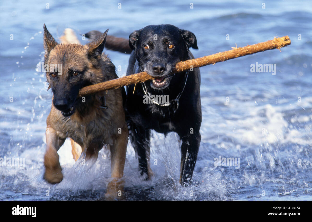 Two dogs with stick from the water constantly hi-res stock photography ...