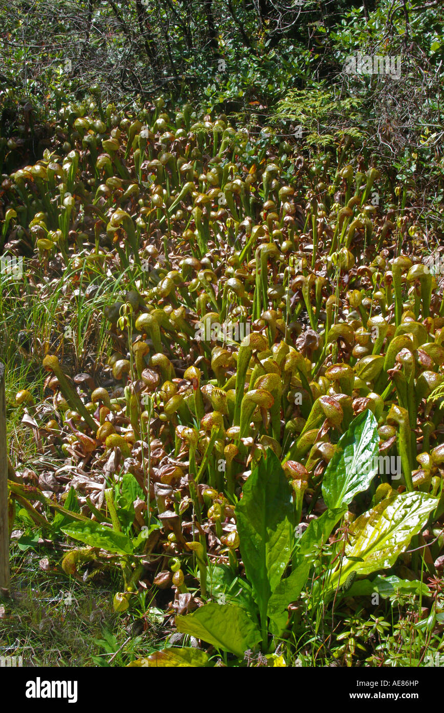 Darlingtonia californica cobra Lily Stock Photo - Alamy