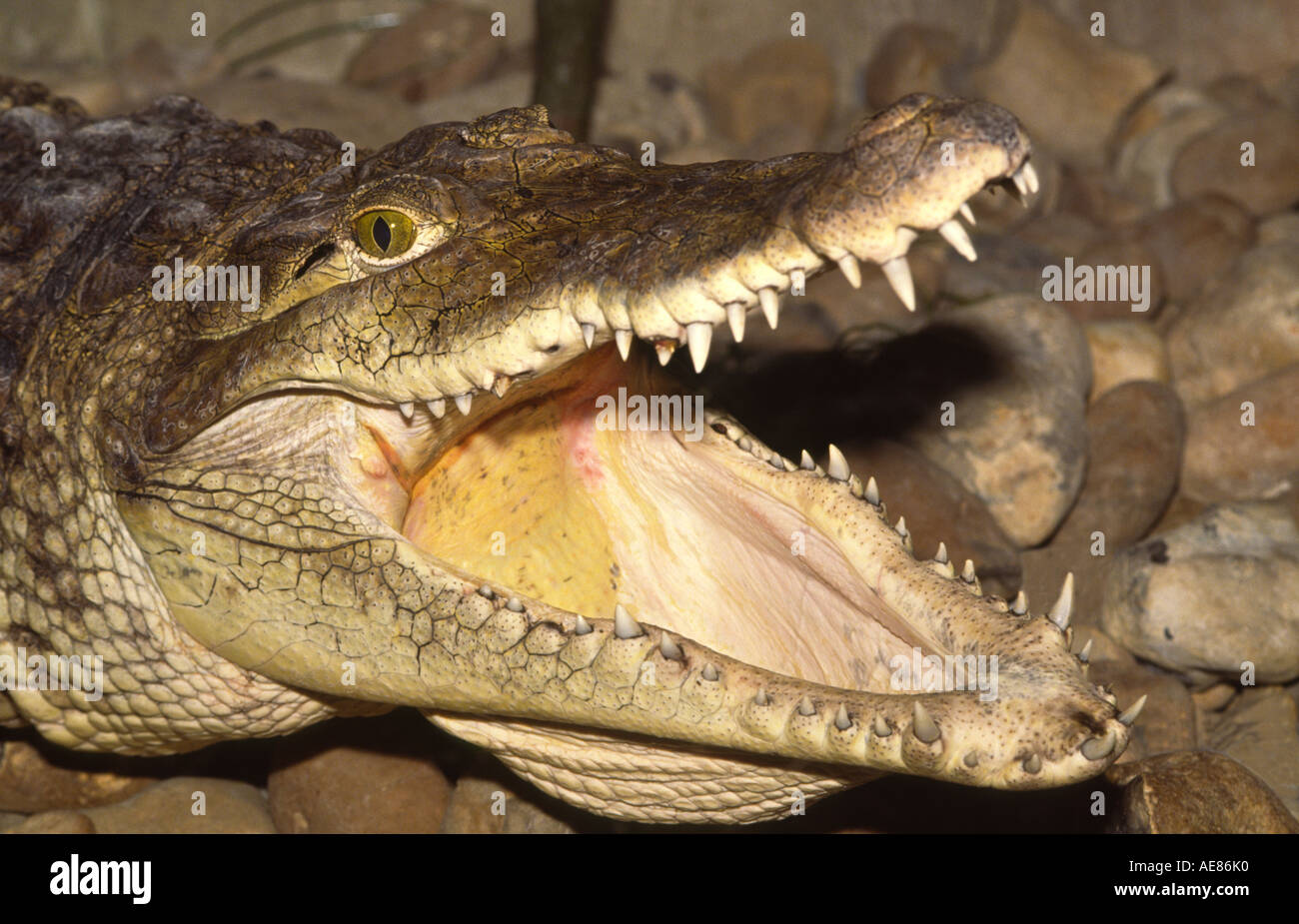 Spectacled caiman caiman crocodylus Stock Photo - Alamy