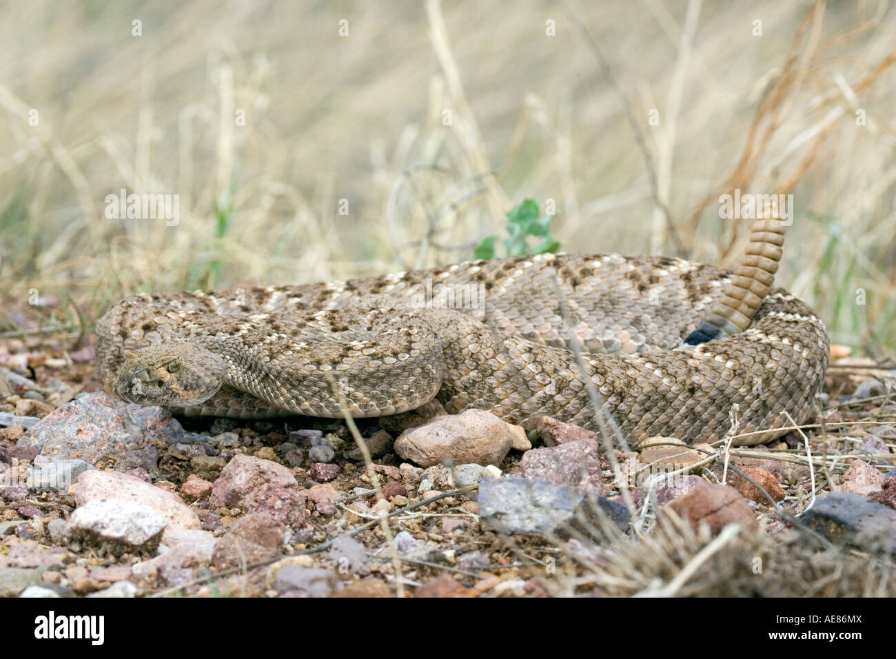 Arizona desert venomous diamondback rattlesnake hi-res stock ...