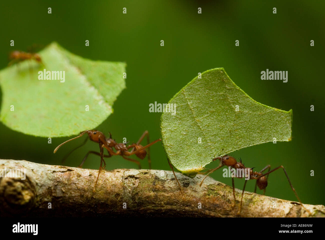 Leafcutter Ants Carrying Leaves Stock Photos & Leafcutter Ants Carrying Leaves Stock Images - Alamy