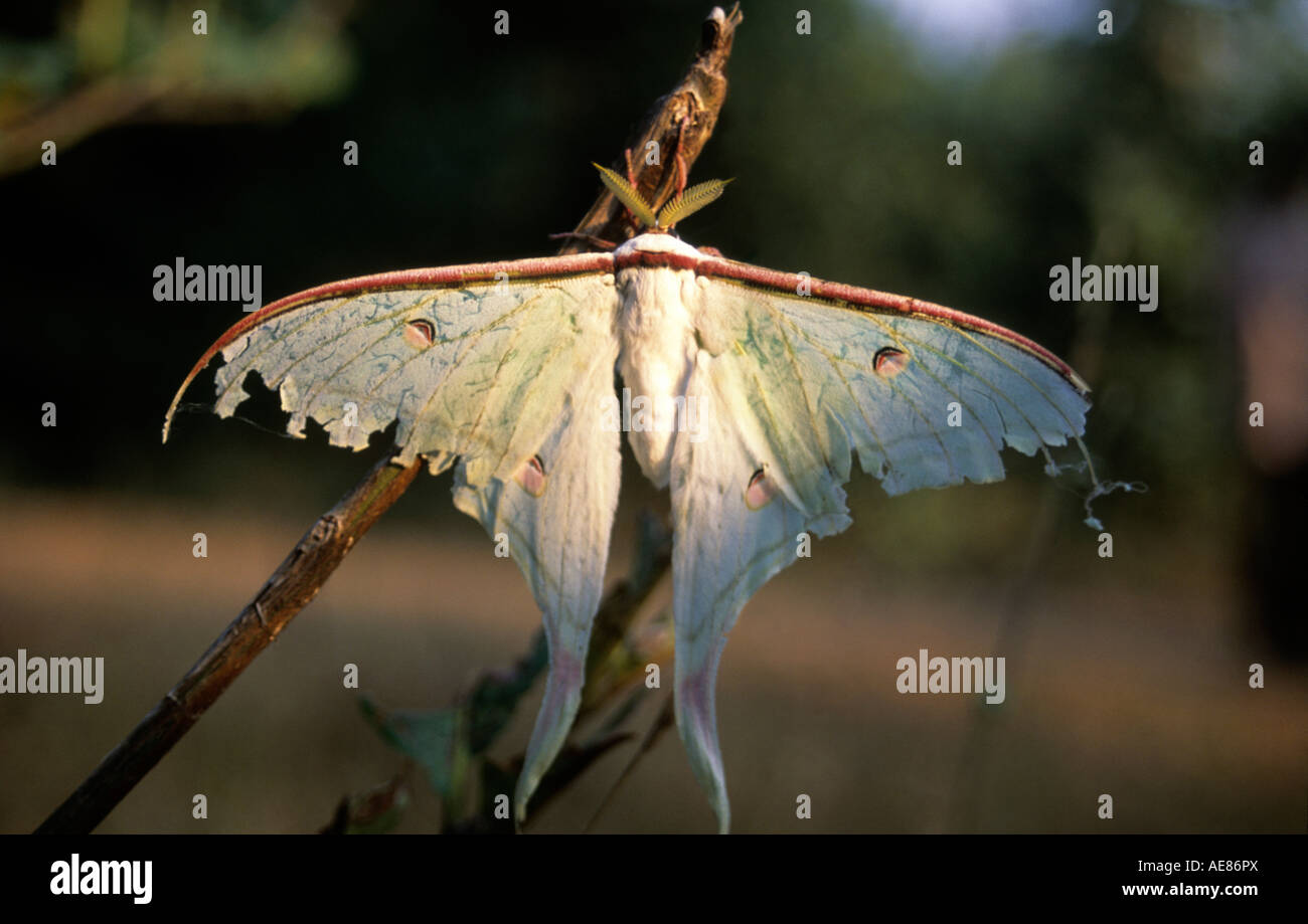 Indian Moon Moth Actias selene. It is also called the Indian Luna Moth ...