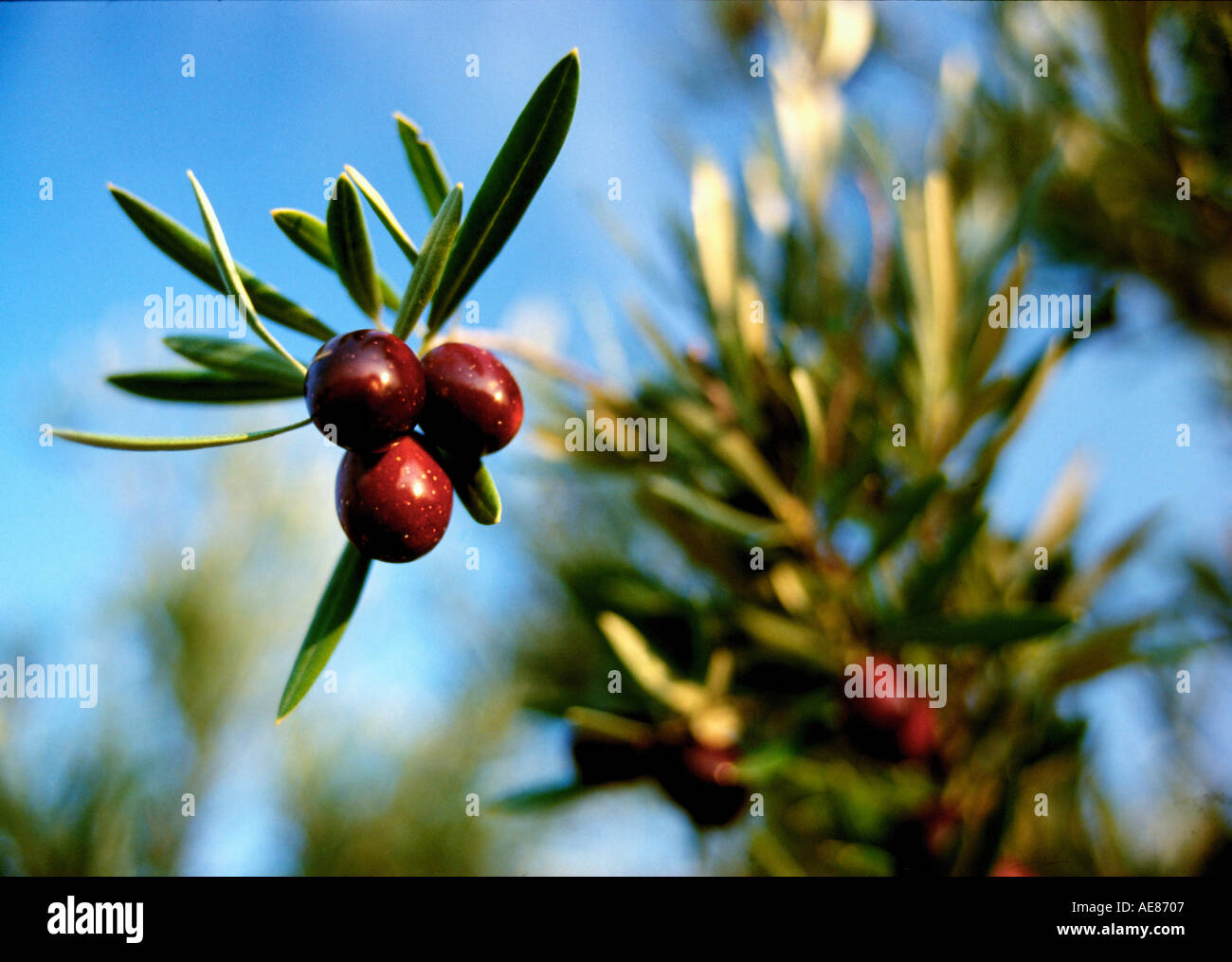 Low angle view olives on trees Stock Photo - Alamy