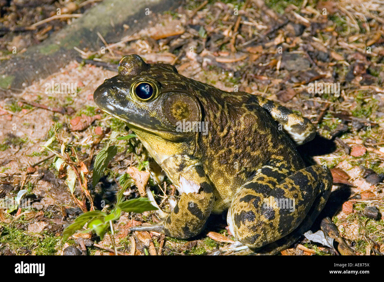 A frog sitting on the ground. Frogs have declined in number due to the ...