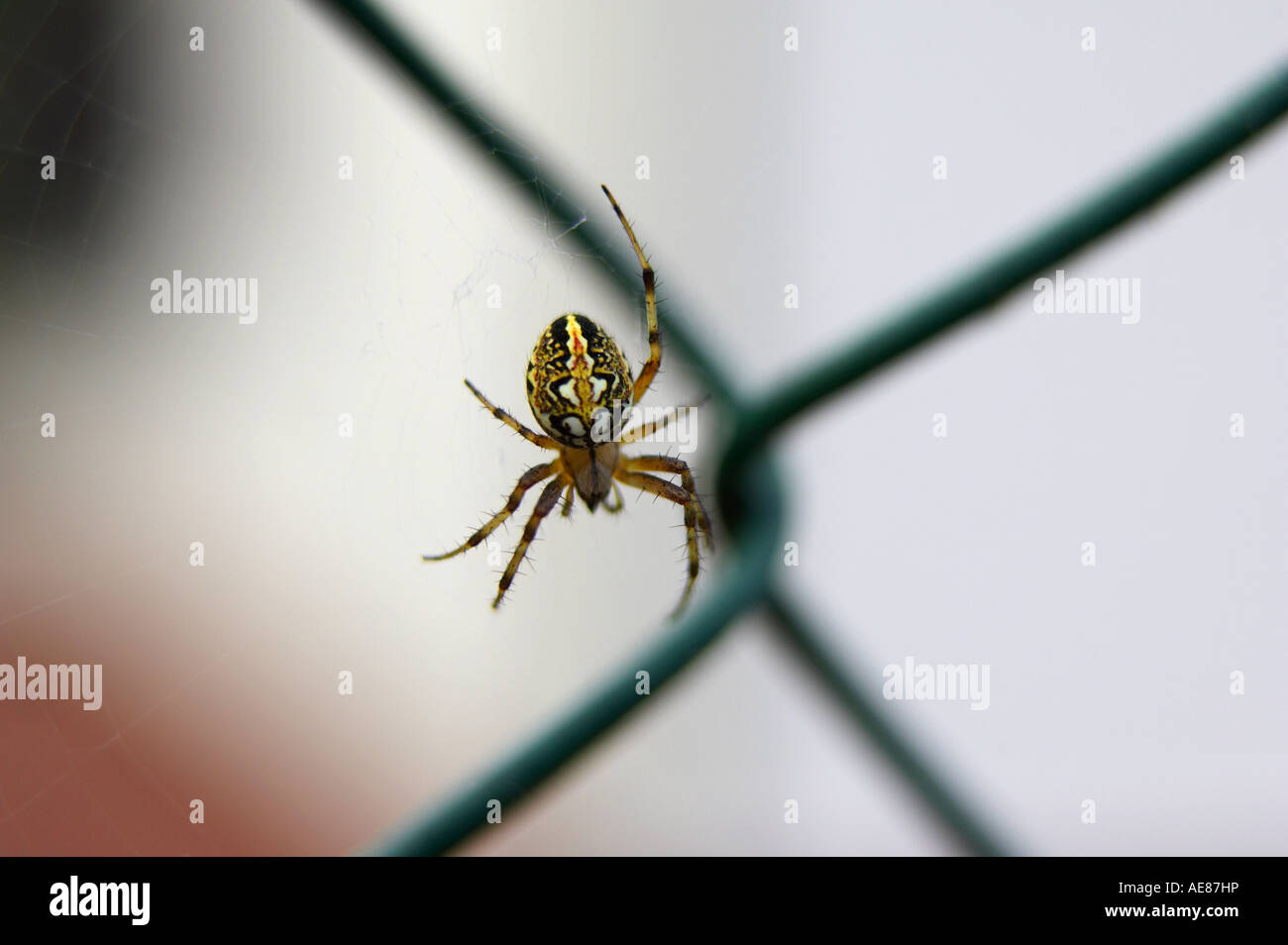 Common garden spider and chain link fence Stock Photo - Alamy