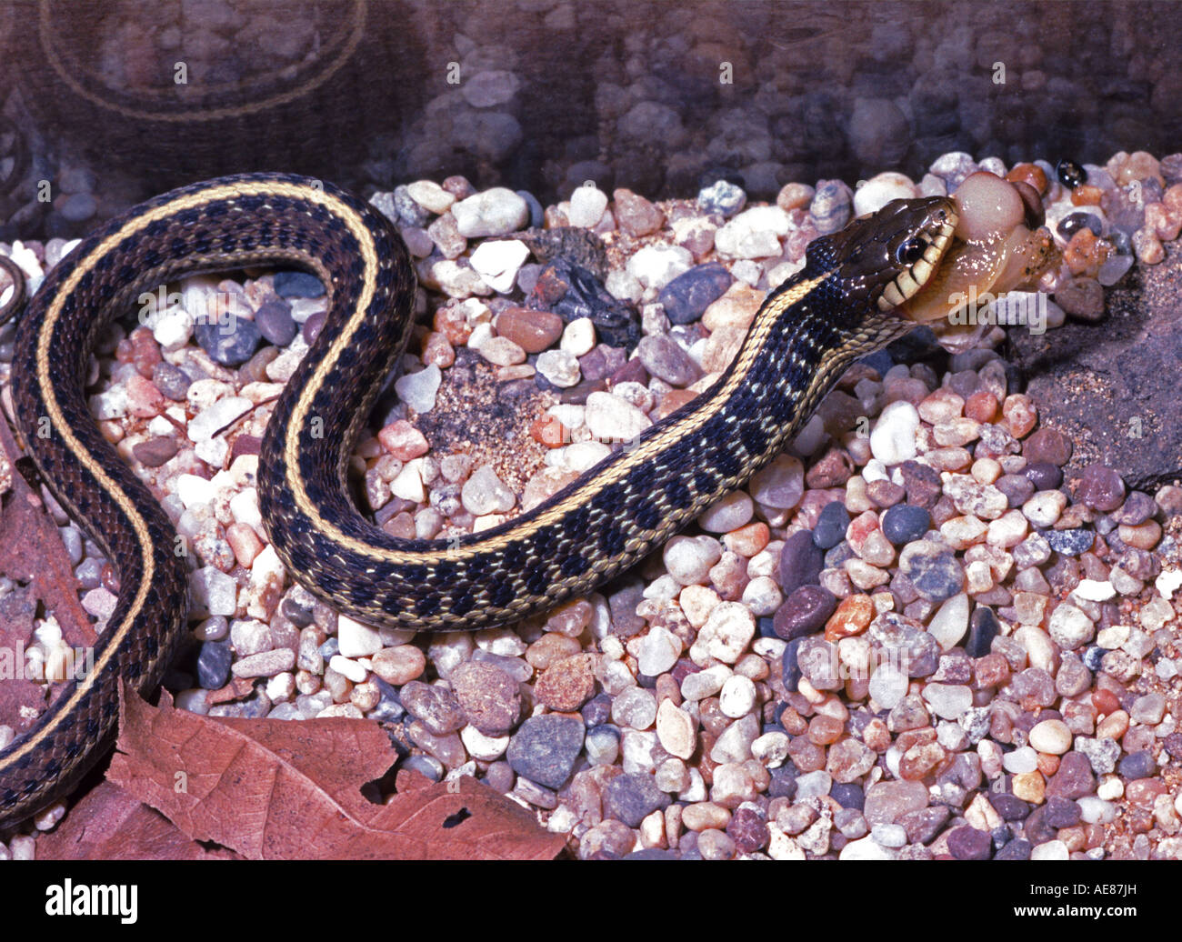 Western garter snake thamnophis elegans hi-res stock photography and ...