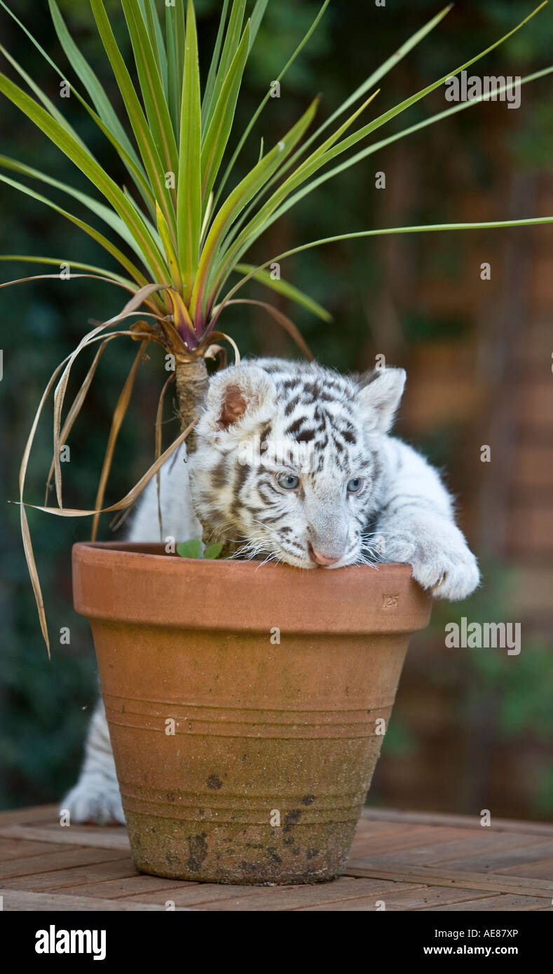 Buster the six week old White Tiger cub who is being hand reared by ...