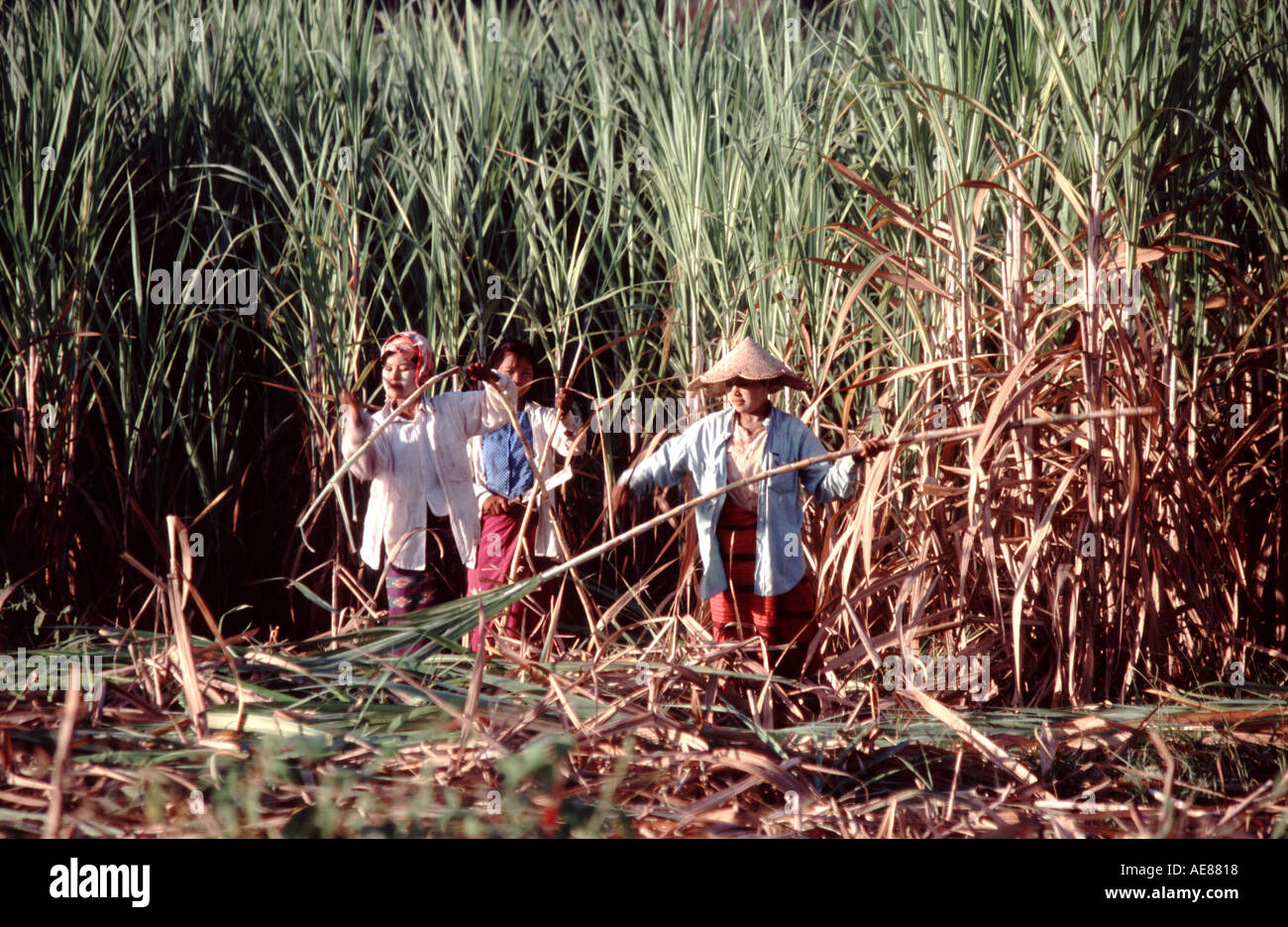 Women cutting sugar cane hi-res stock photography and images - Alamy