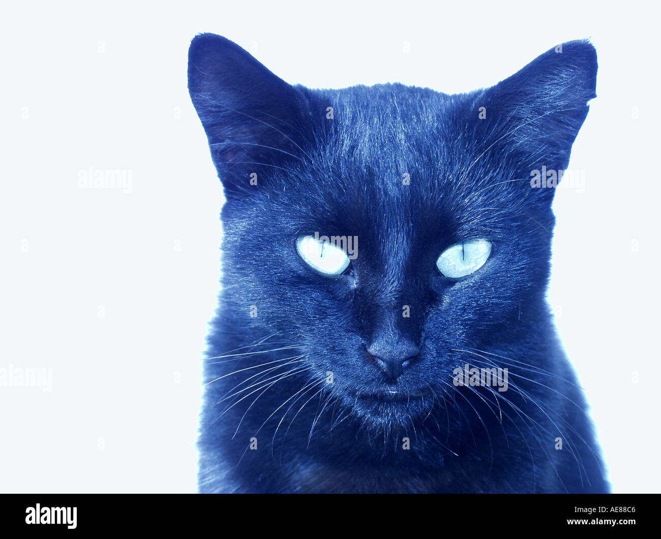 Blue toned cat hi-res stock photography and images - Alamy