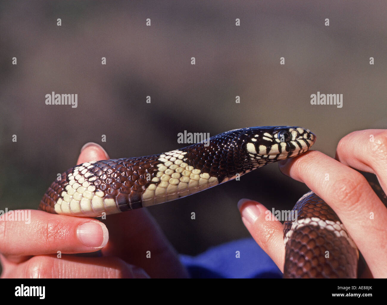 Common kingsnake lampropeltis getulus hi-res stock photography and ...