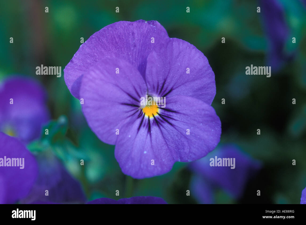 Single purple Violet Stock Photo - Alamy