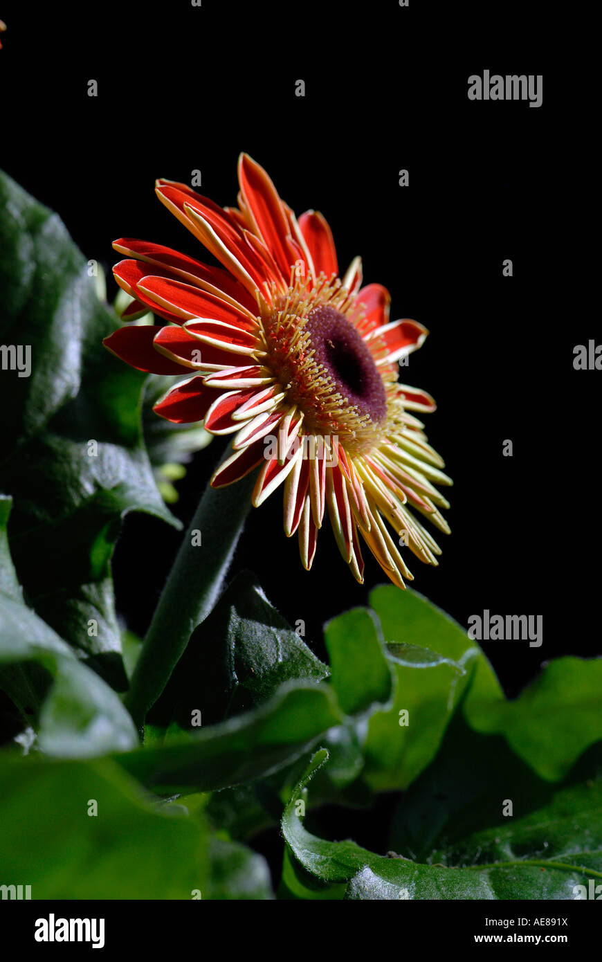 Side view orange gerbera daisy hi-res stock photography and images - Alamy