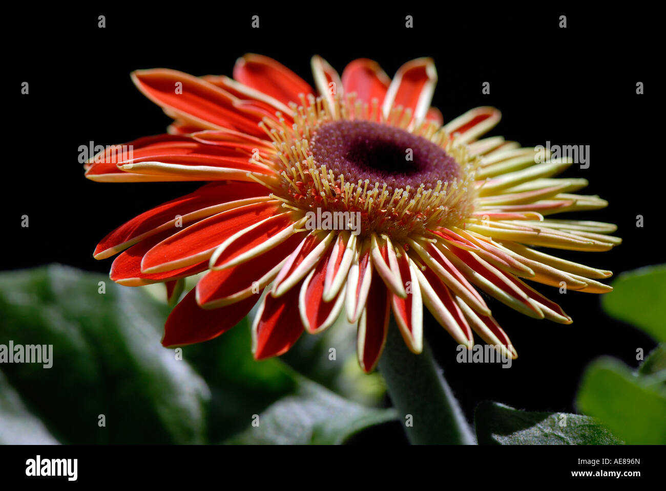 A single stem of Gerbera jamesonii - Barberton Daisy, Transvaal Daisy ...
