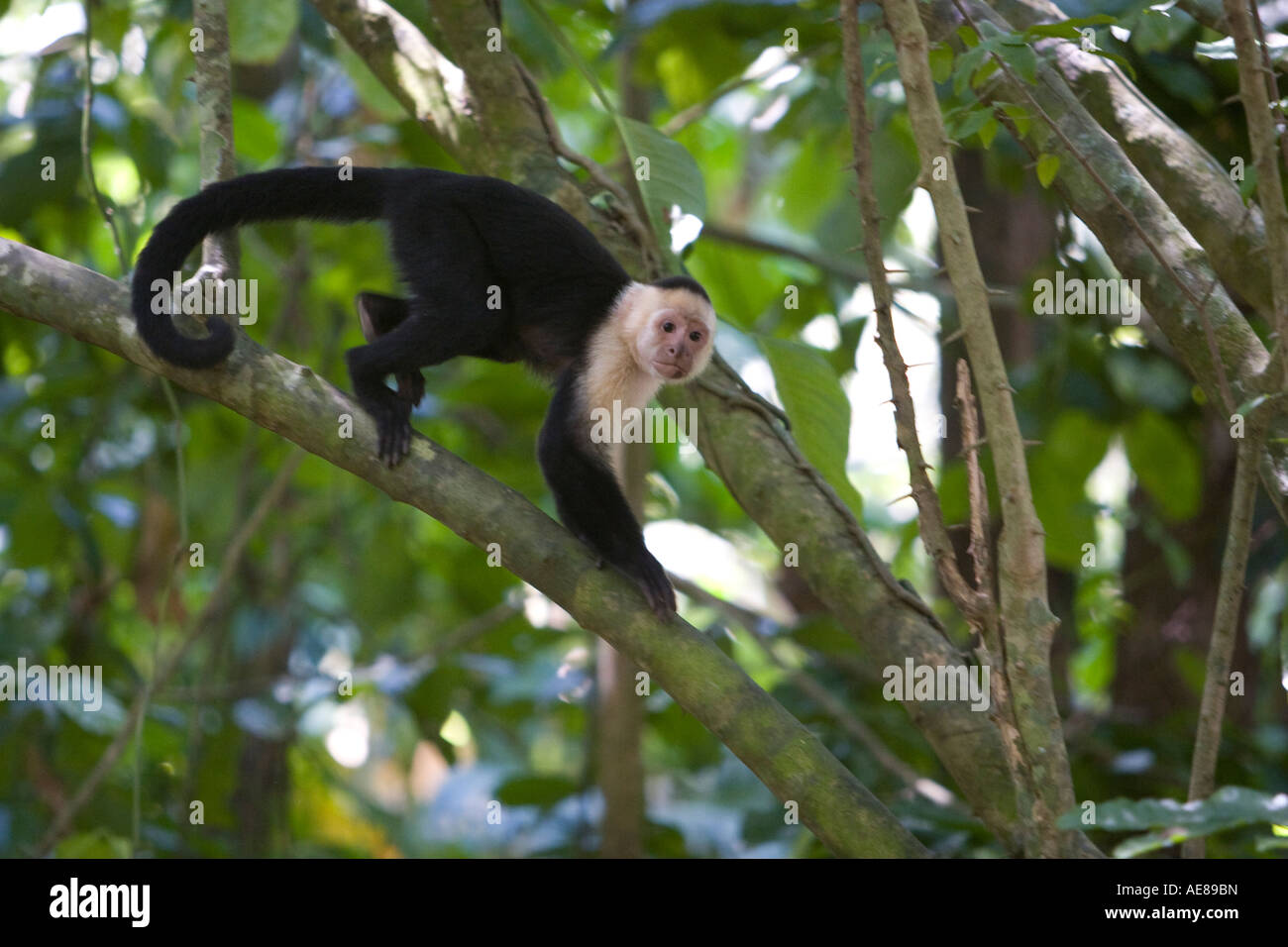 face forest jungle monkey rain tree white Stock Photo - Alamy