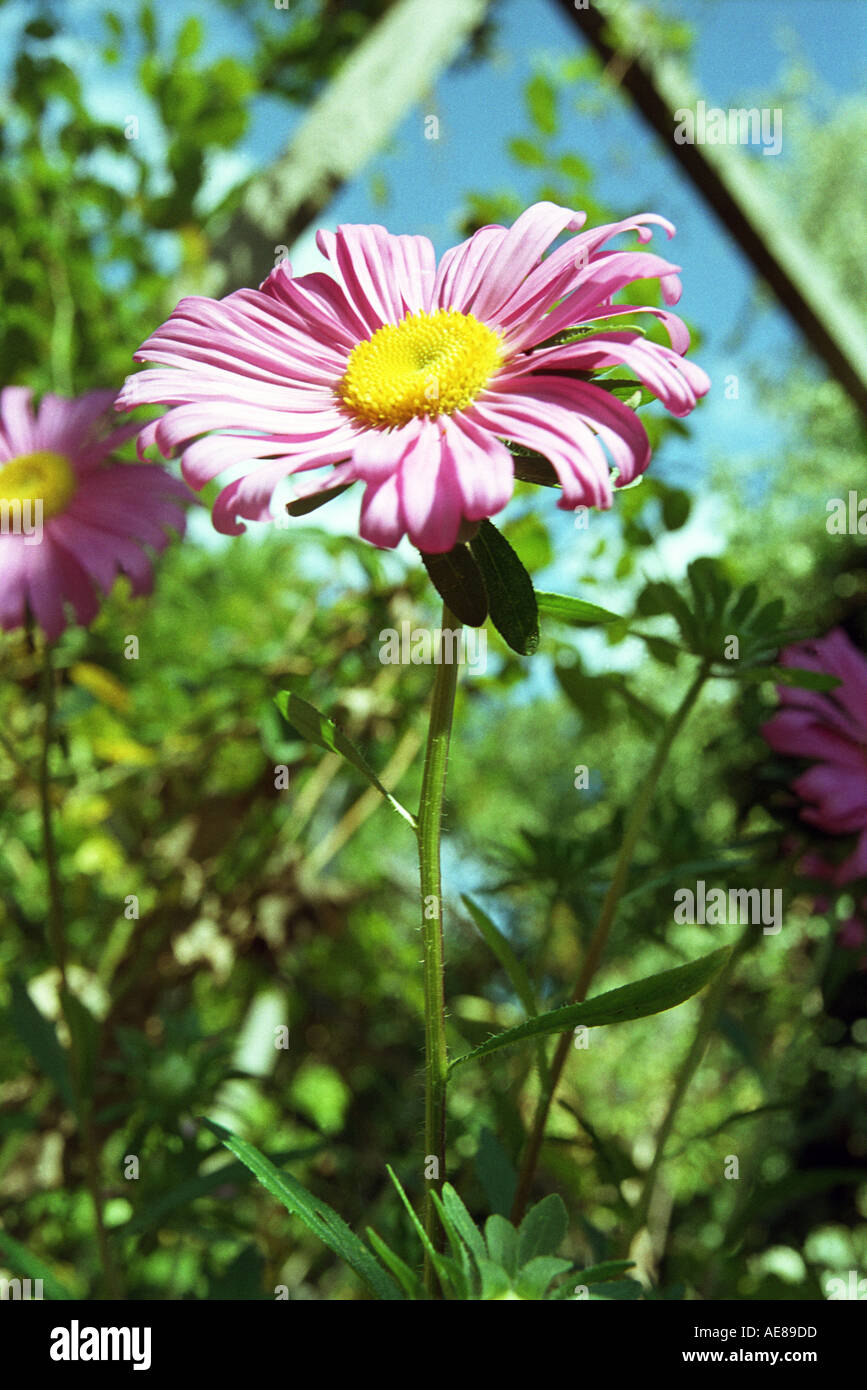 pink daisy flower growong in garden Stock Photo - Alamy
