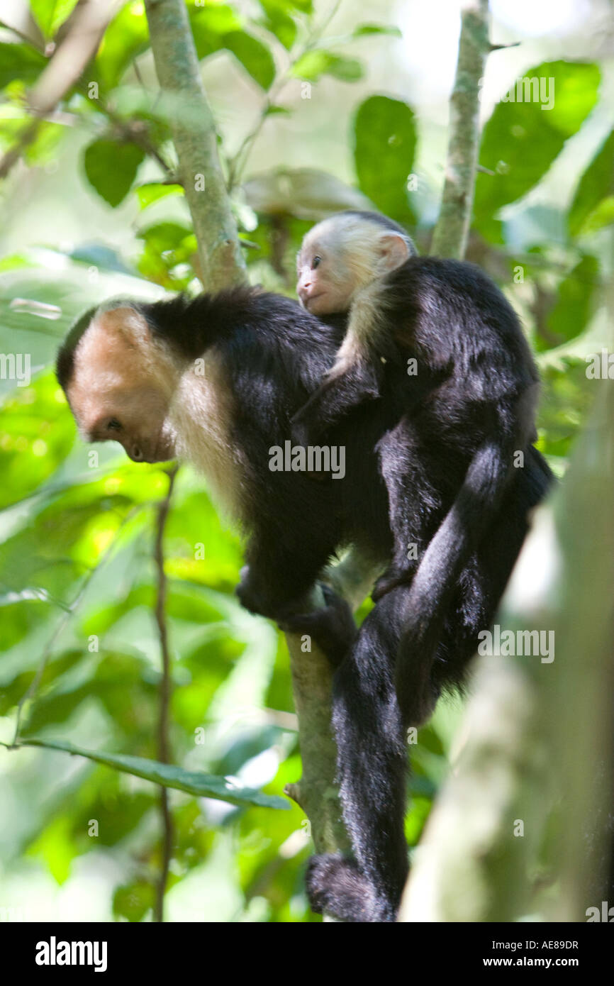 baby face mom monkey mother white Stock Photo - Alamy