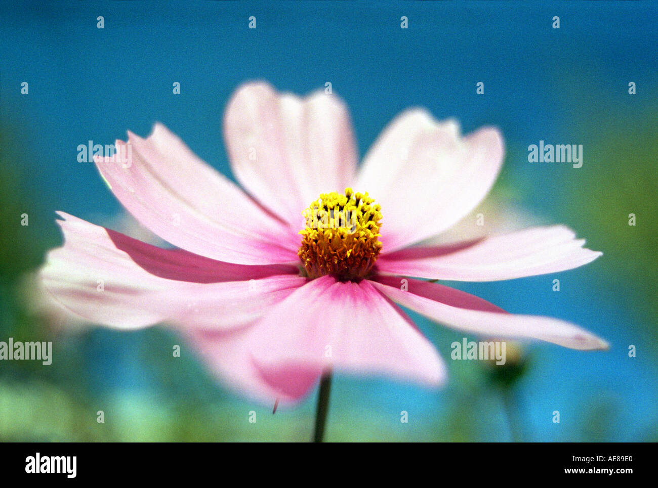 Attractive cosmos hi-res stock photography and images - Alamy