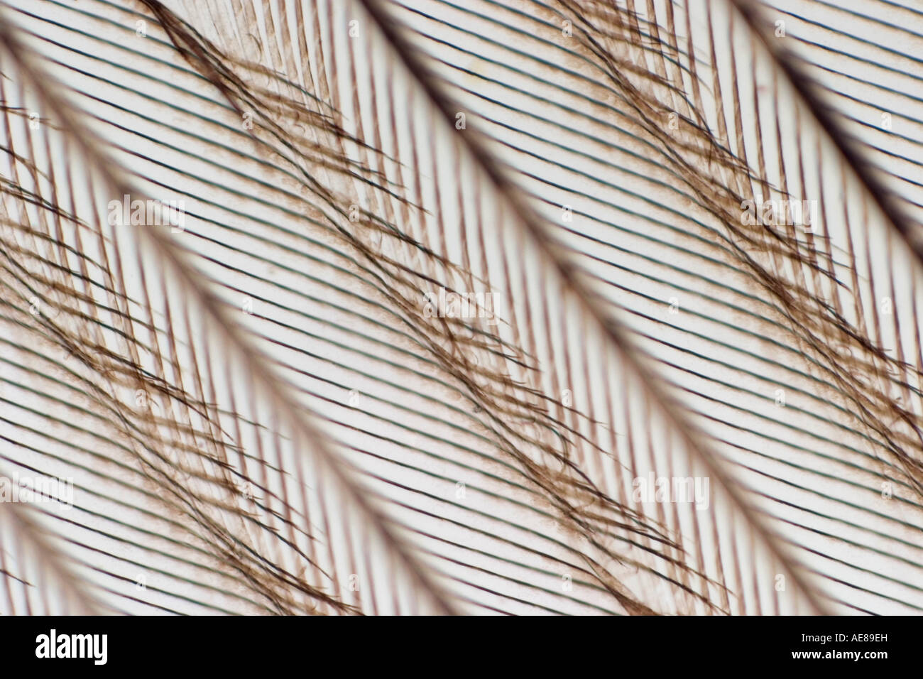 Close up, microphotography of a feather Stock Photo - Alamy