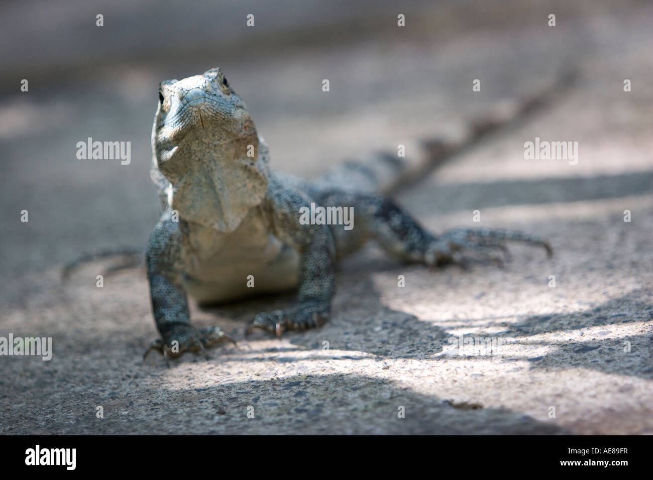 iguana lizard reptile Stock Photo - Alamy