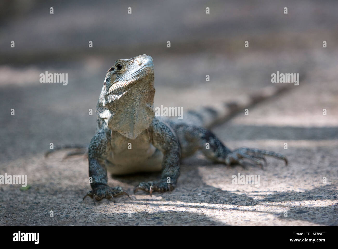 iguana lizard reptile Stock Photo - Alamy