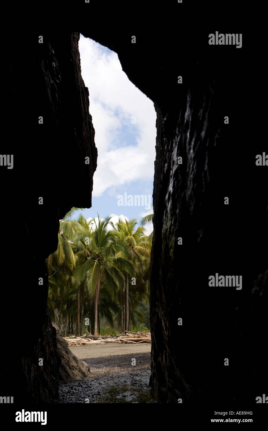 cave palm tree Stock Photo - Alamy