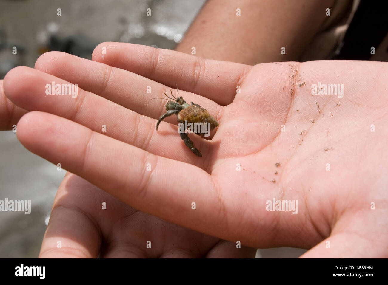 crab hand hermit Stock Photo - Alamy