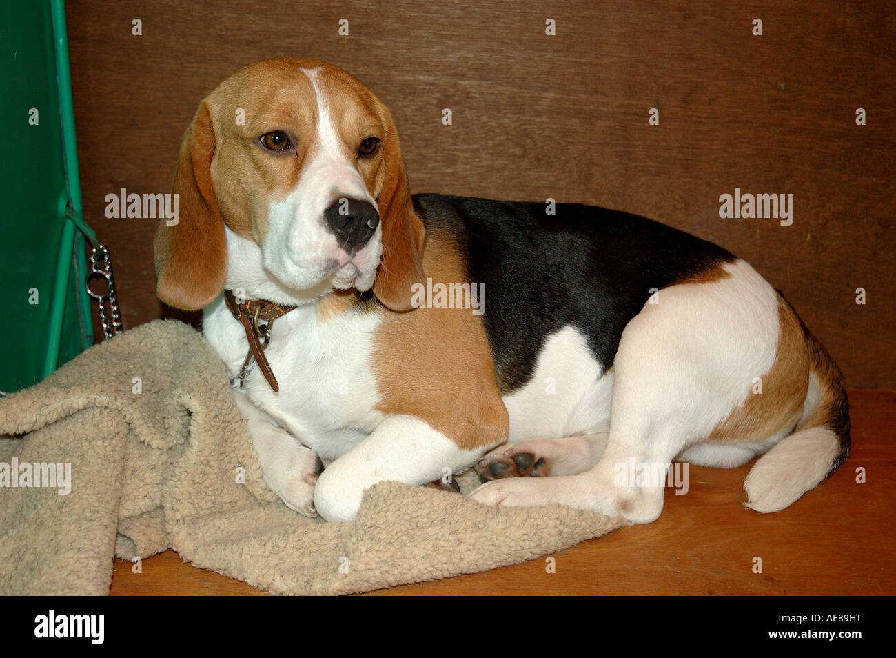 A cute English Beagle laying on a blanket Stock Photo - Alamy